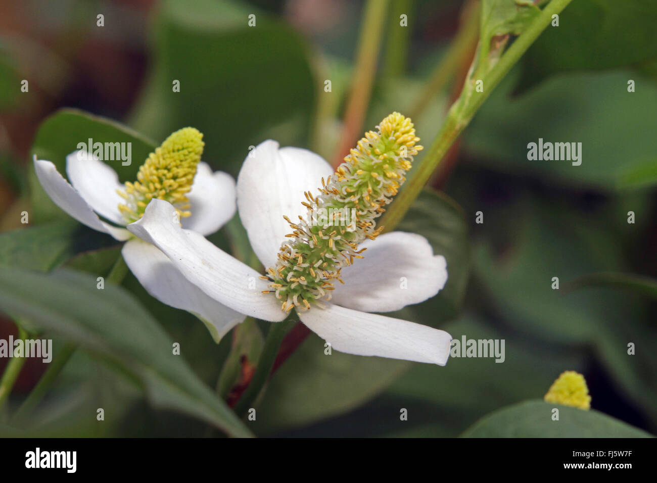Chinese lizard tail, Chameleon plant, Fishwort, Heartleaf, vap ca ...