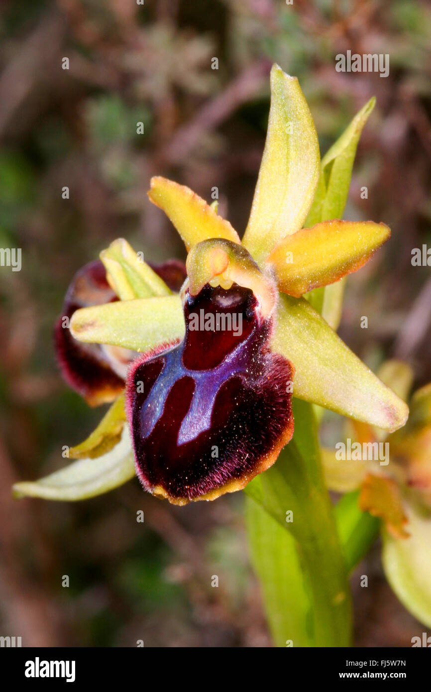 early spider-orchid (Ophrys sphegodes), fower Stock Photo - Alamy