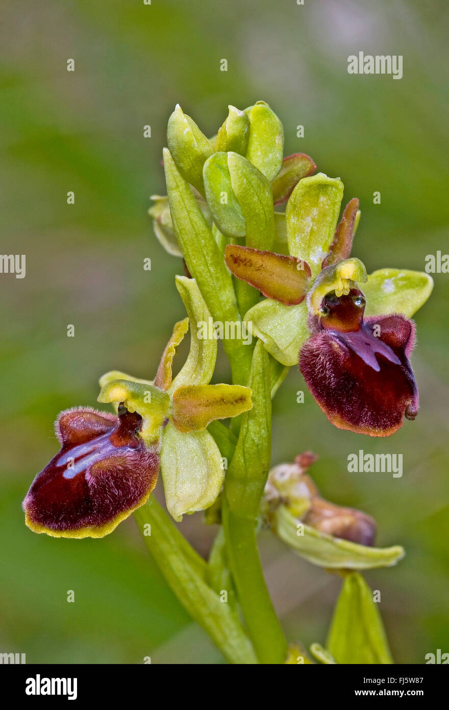 early spider-orchid (Ophrys sphegodes), inflorescence Stock Photo - Alamy