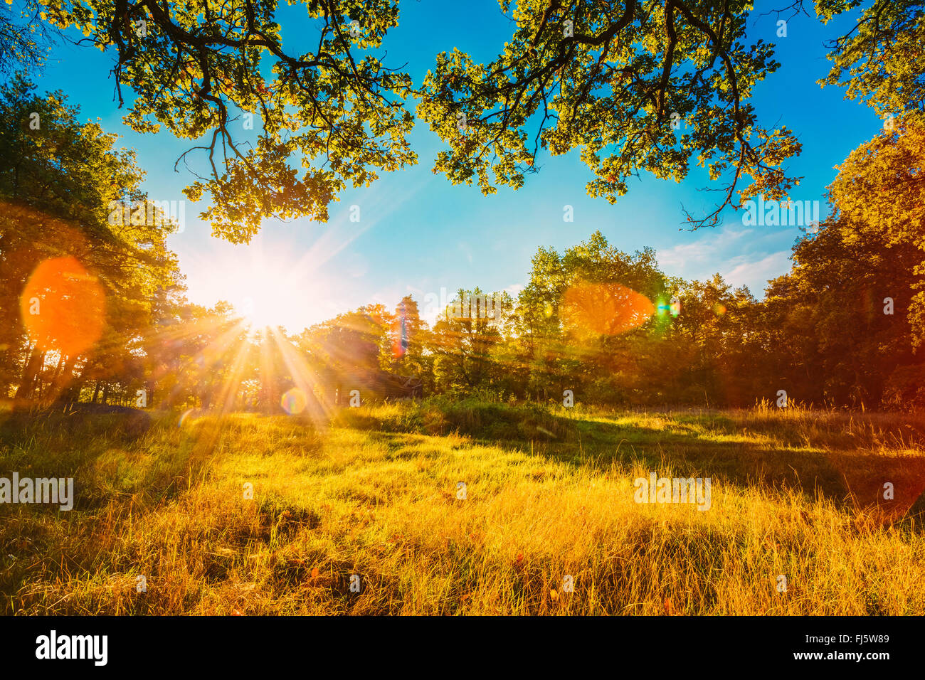 Sunset sunrise in Summer Sunny Forest. Lens flare effect Stock Photo ...