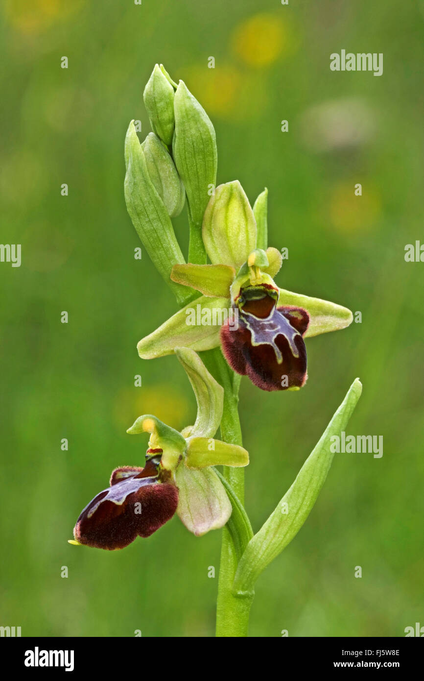 early spider-orchid (Ophrys sphegodes), inflorescence Stock Photo - Alamy