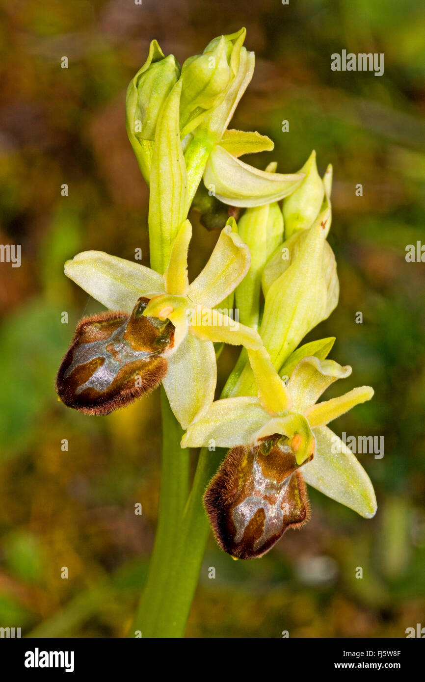early spider-orchid (Ophrys sphegodes), inflorescence Stock Photo - Alamy