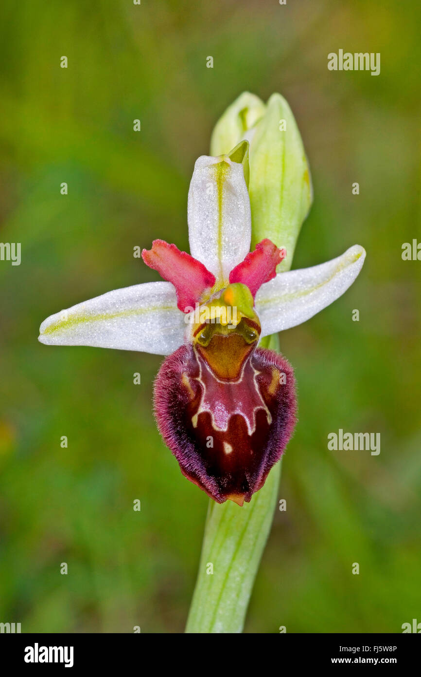 early spider-orchid (Ophrys sphegodes), fower Stock Photo - Alamy