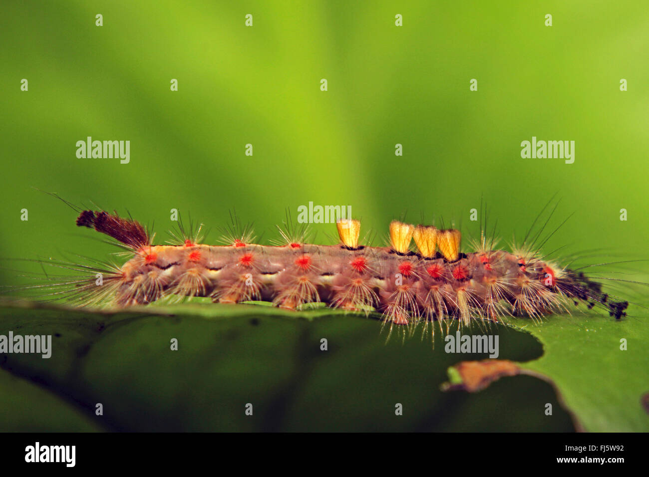 vapourer moth, common vapourer, rusty tussock moth (Orgyia antiqua ...