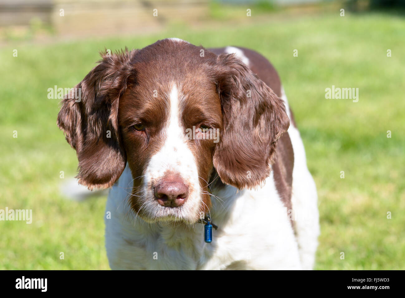 Field spaniel standing dog hi-res stock photography and images - Alamy