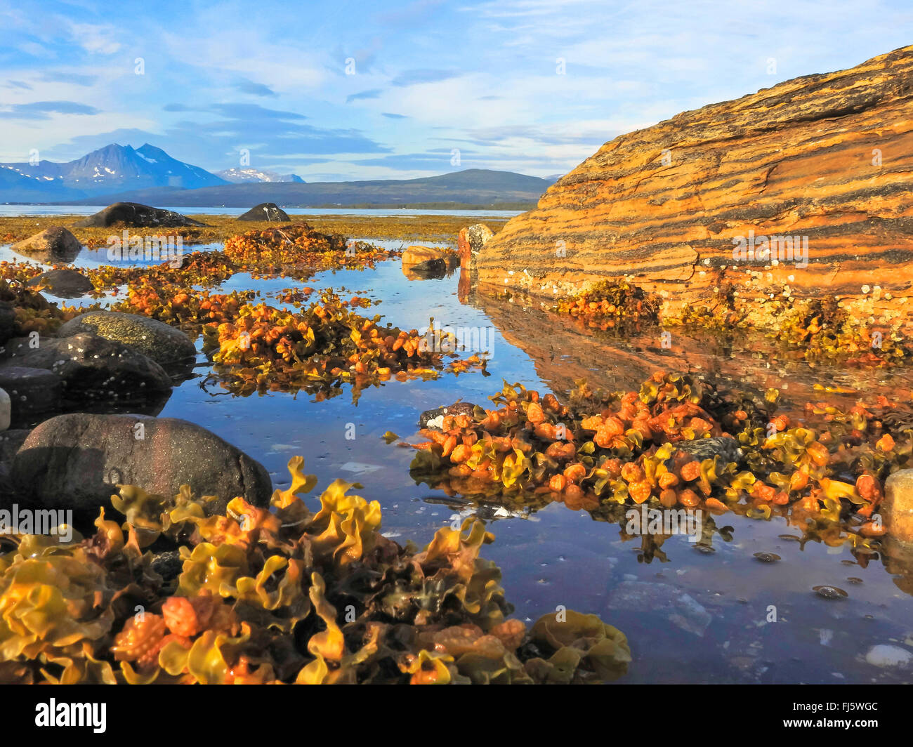 Bladder wrack, Bladderwrack, Black tang, Rockweed, Bladder fucus, Sea ...