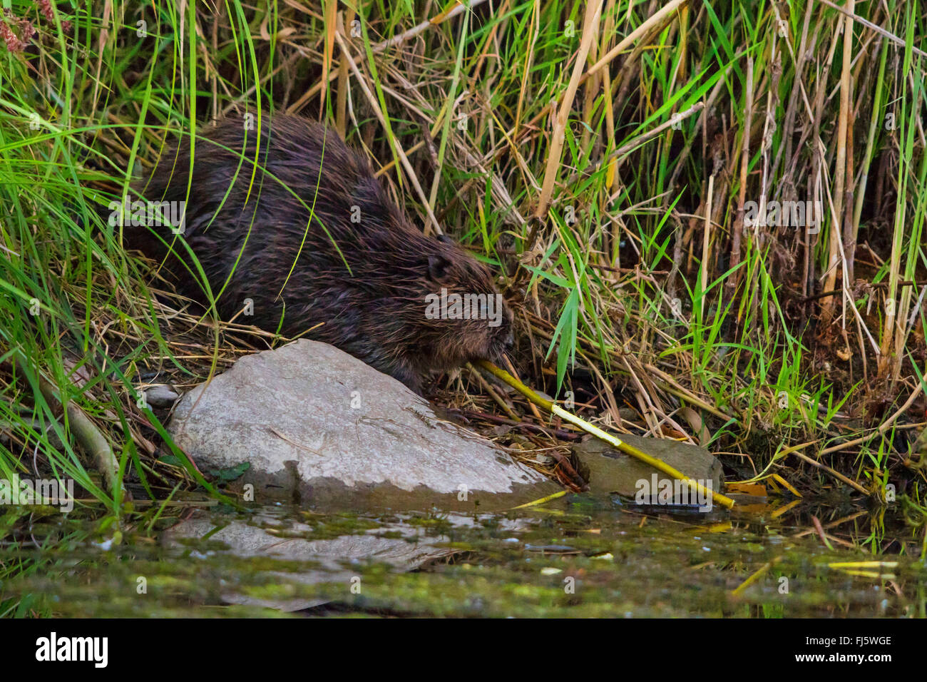 Beaver feeding hi-res stock photography and images - Alamy