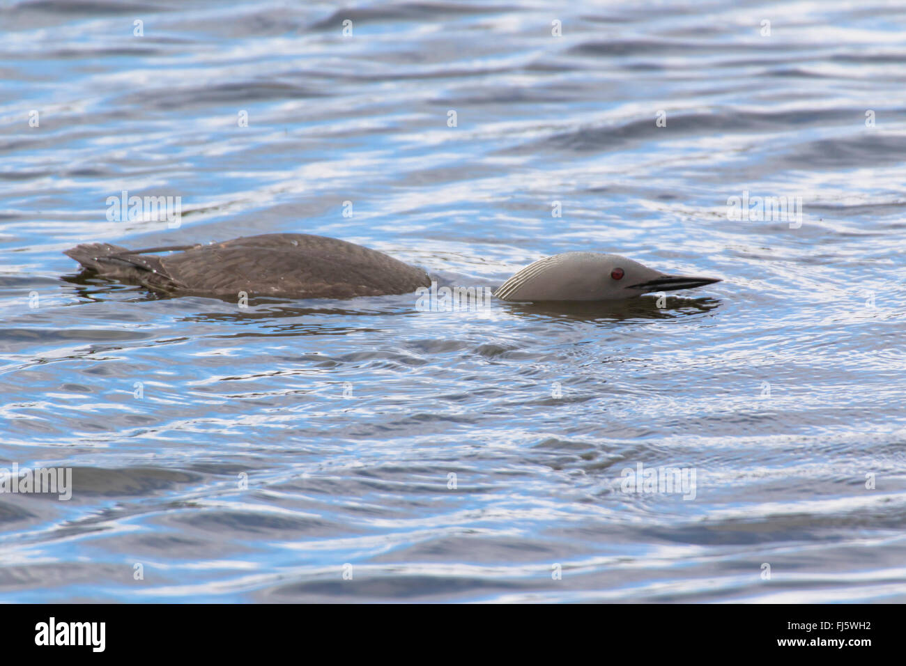 red-throated diver (Gavia stellata), swimming red-throated diver in ...