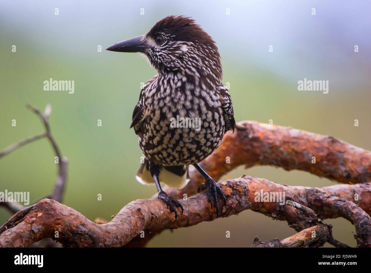 Spotted nutcrackers hi-res stock photography and images - Alamy