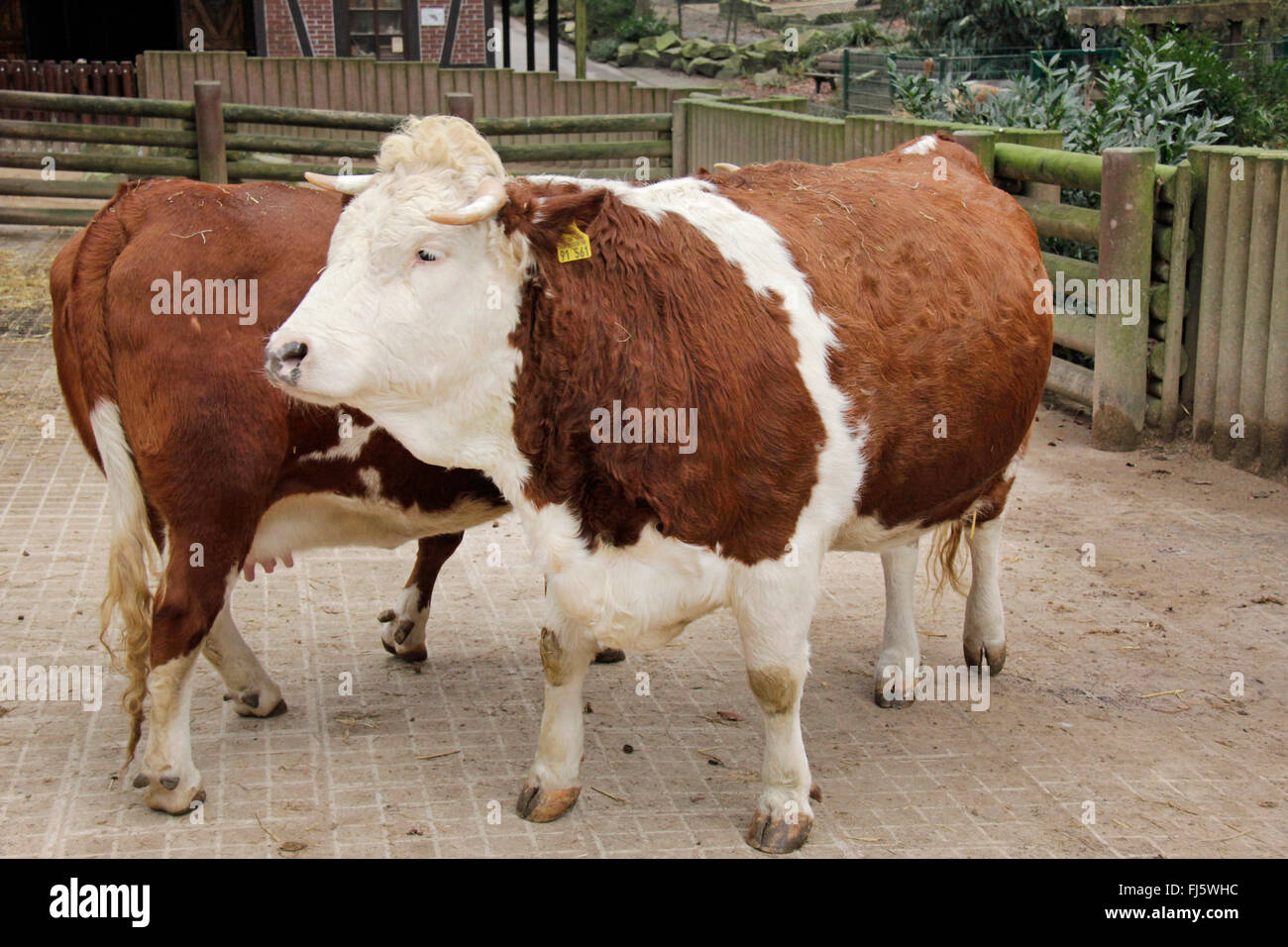 Hinterwald, Hinterwaelder-Rind, Hinterwaelder cattle (Bos primigenius f ...
