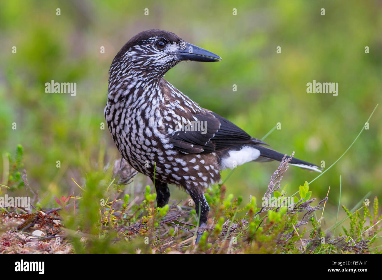 Nutcracker Bird High Resolution Stock Photography and Images - Alamy