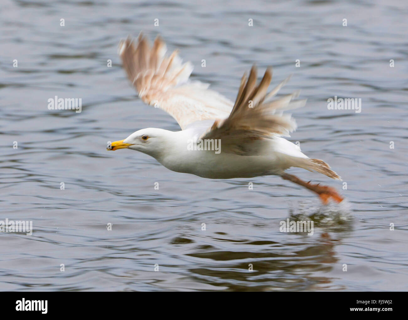 glaucous gull (Larus hyperboreus), juvenile glaucous gull starting from ... glaucous gull (Larus hyperboreus), juvenile glaucous gull starting from ...
