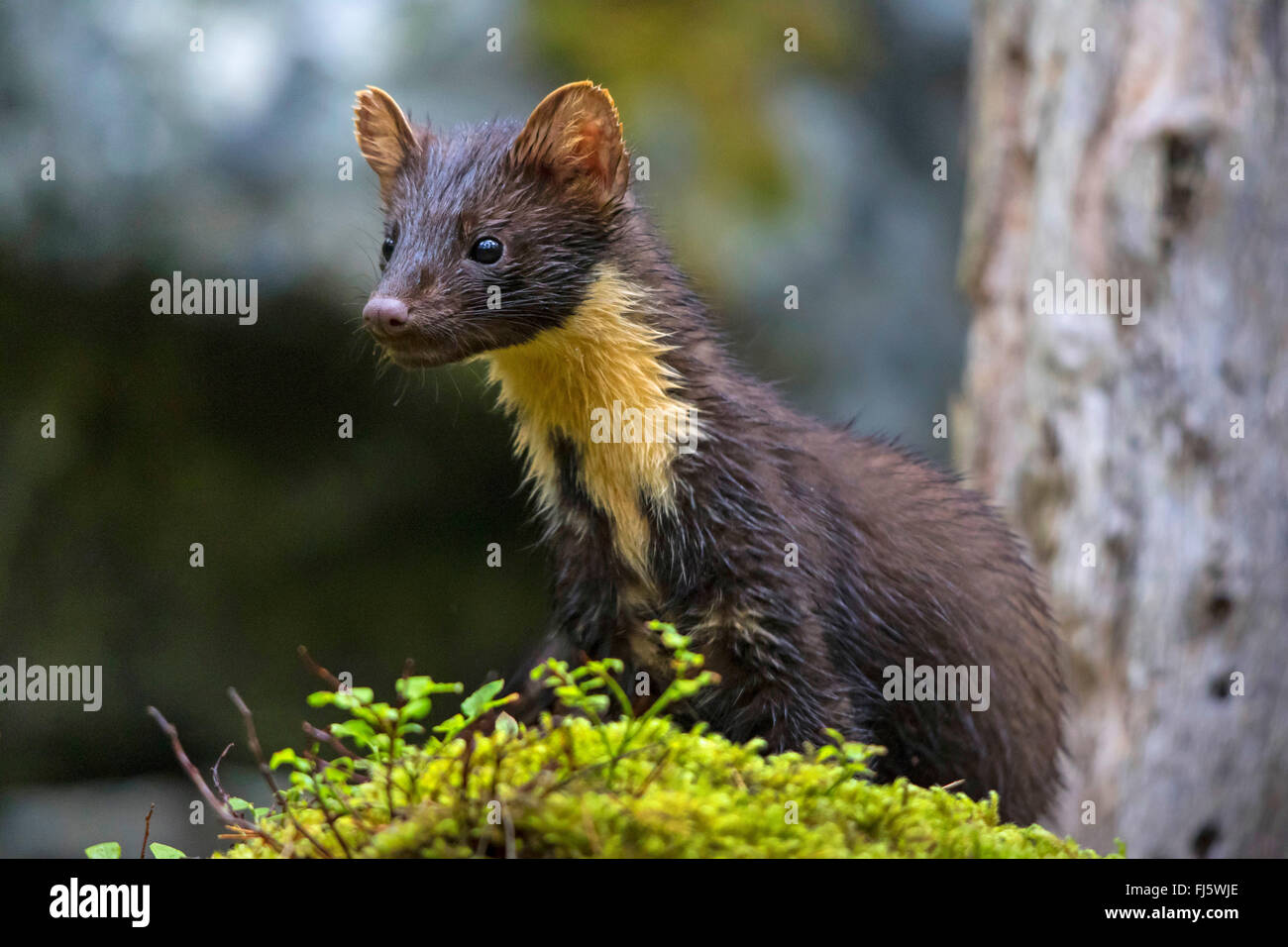 European pine marten (Martes martes), on the feed in forest, Norway ...