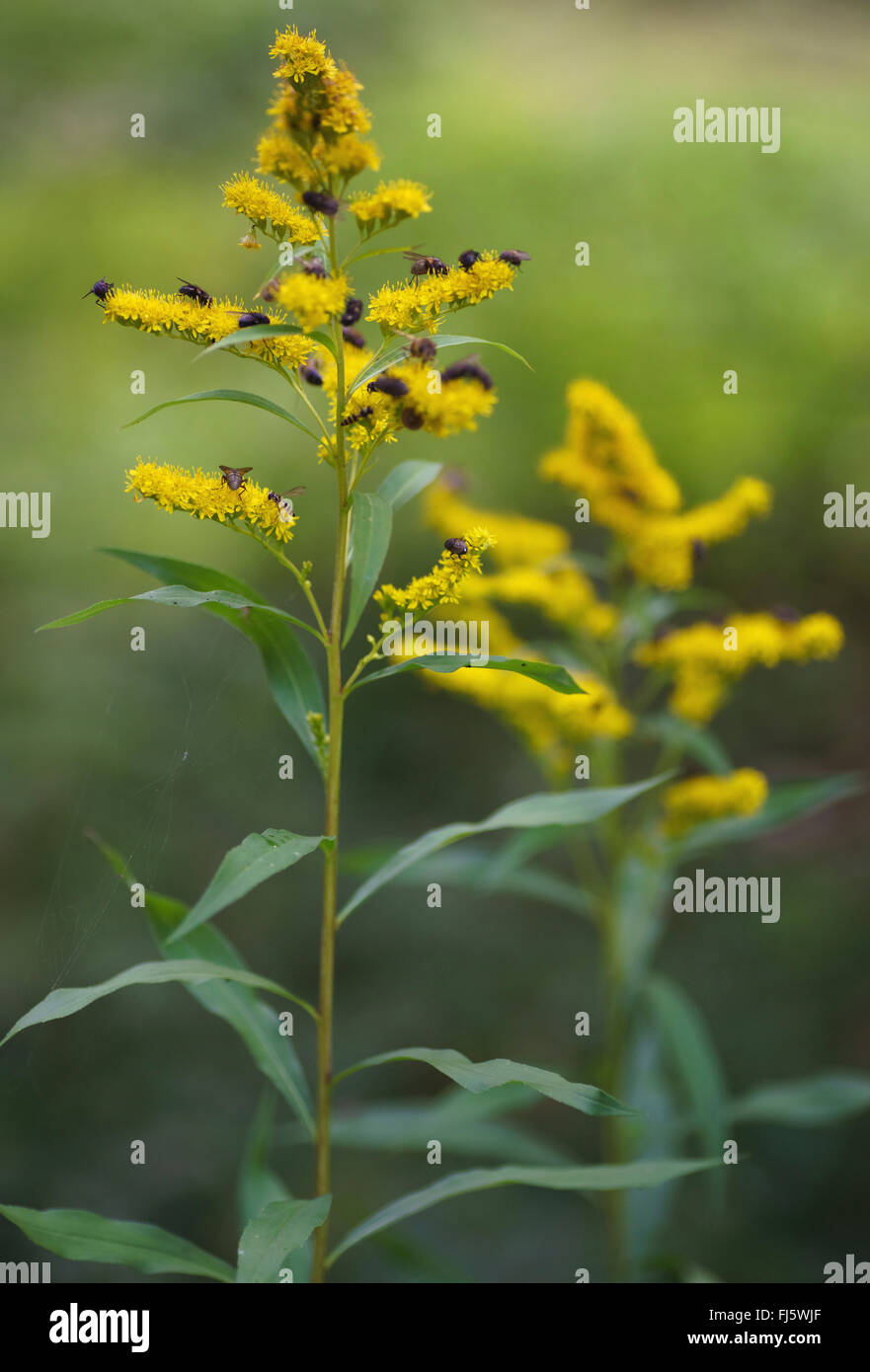 early golden-rod, late goldenrod, smooth goldenrod, smooth three-ribbed ...