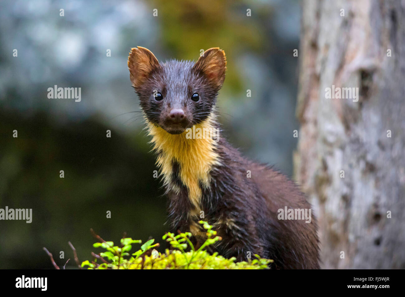 Portrait of pine marten in nature hi-res stock photography and images ...