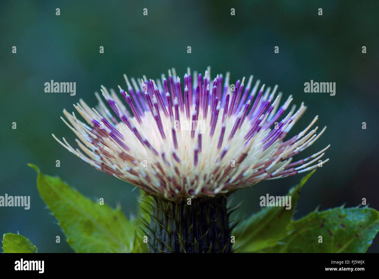 cabbage thistle (Cirsium oleraceum), blooming, Germany, Bavaria ...