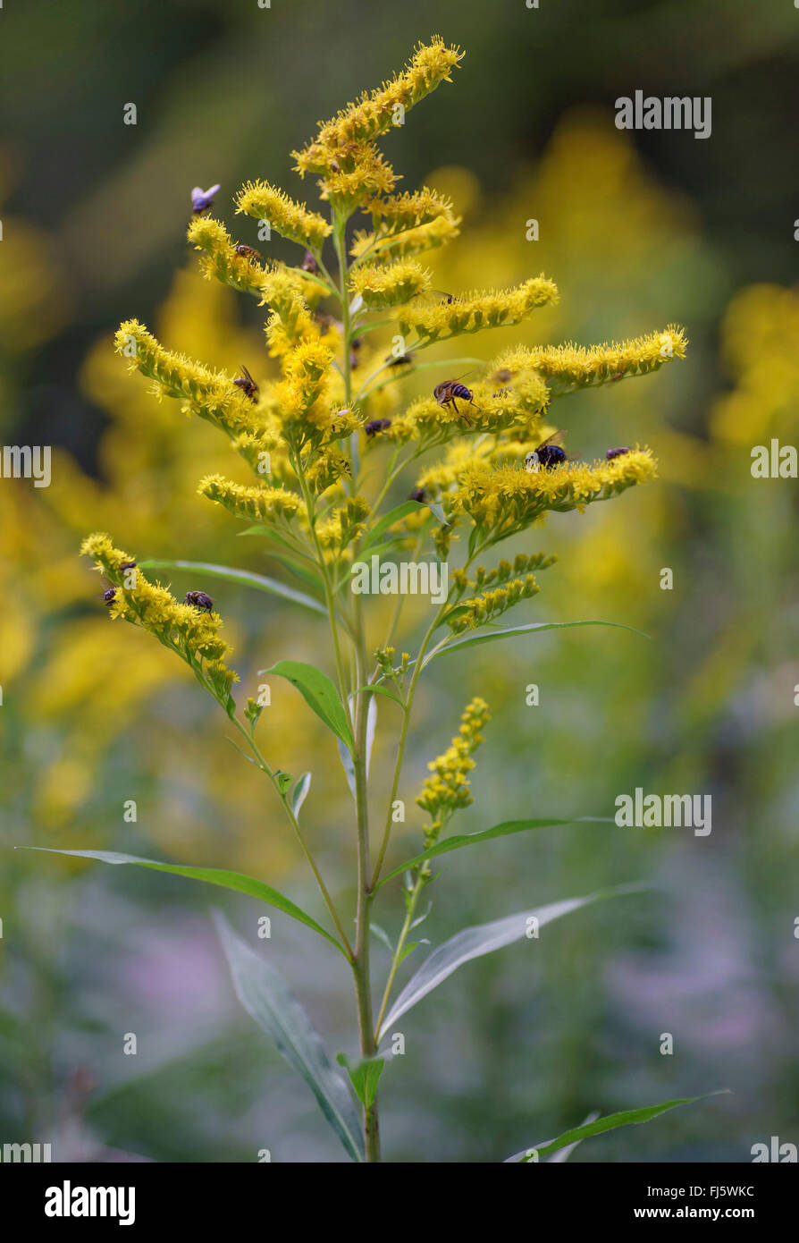 early golden-rod, late goldenrod, smooth goldenrod, smooth three-ribbed ...