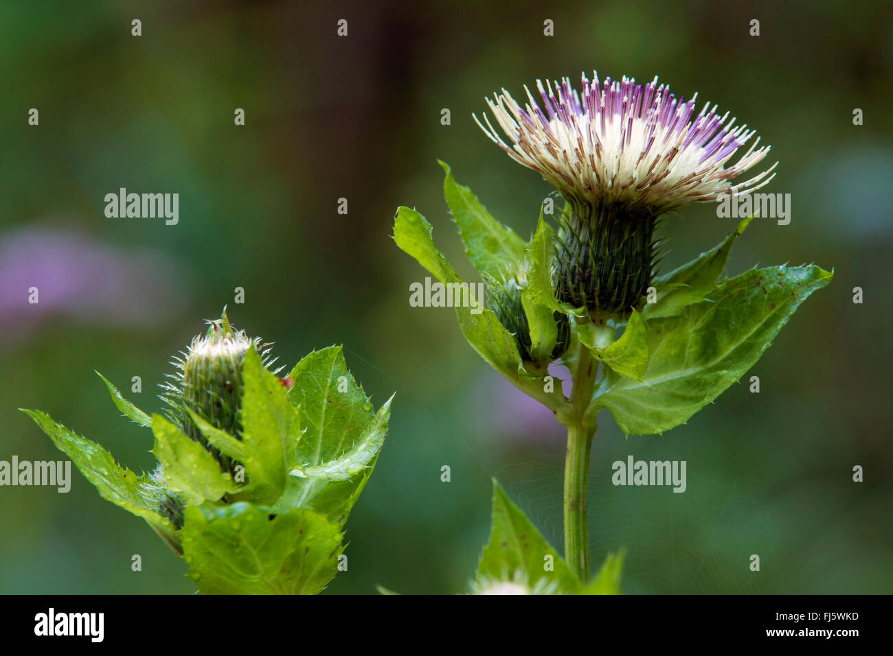 cabbage thistle (Cirsium oleraceum), blooming, Germany, Bavaria ...