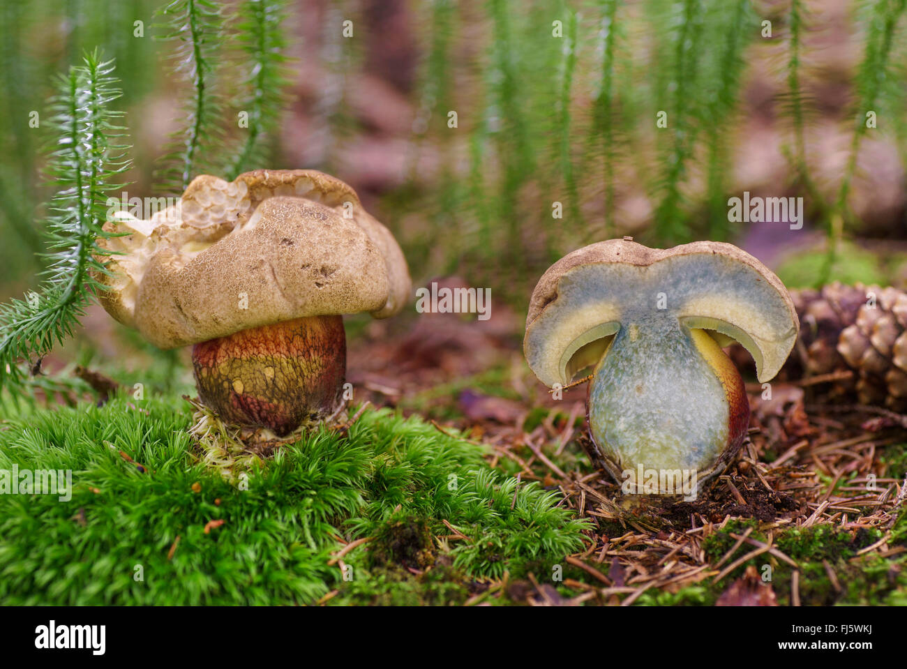 bitter beech bolete (Boletus calopus, Boletus pachypus), complete and ...