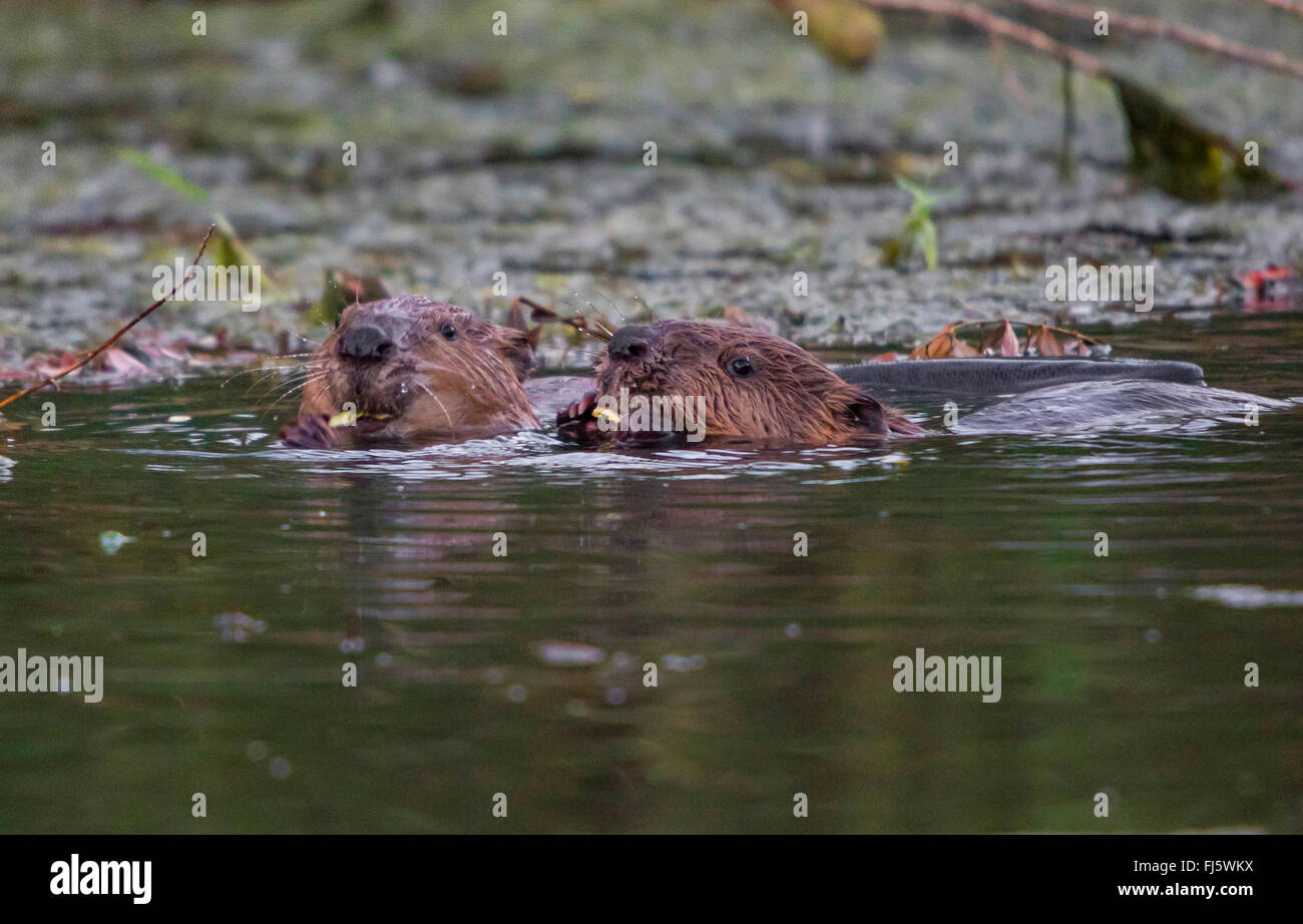 Eurasian beaver, European beaver (Castor fiber), two juvenile beavers ...