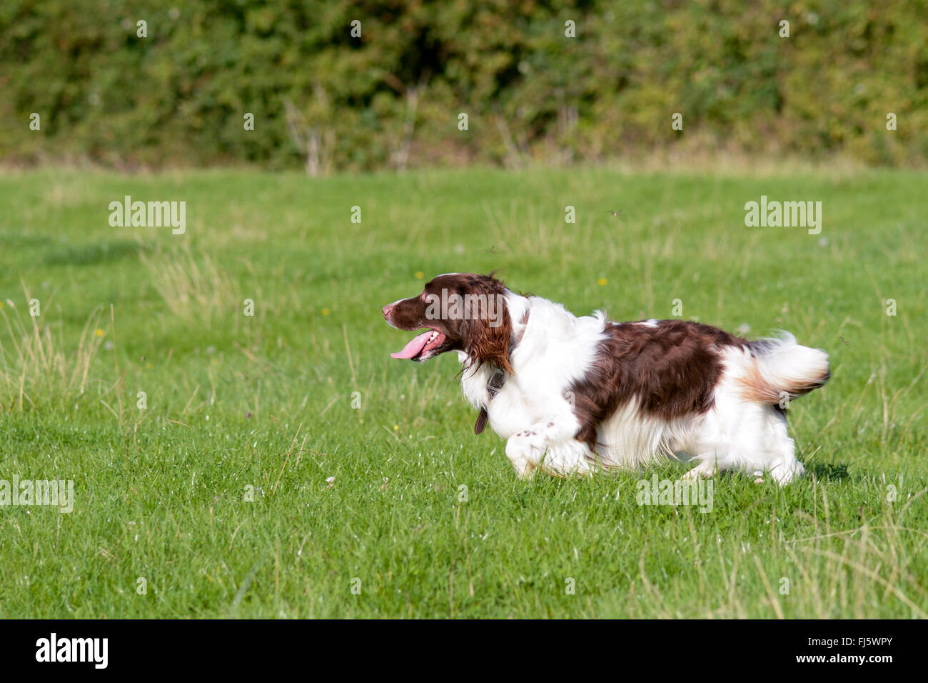 Running through long grass hi-res stock photography and images - Alamy
