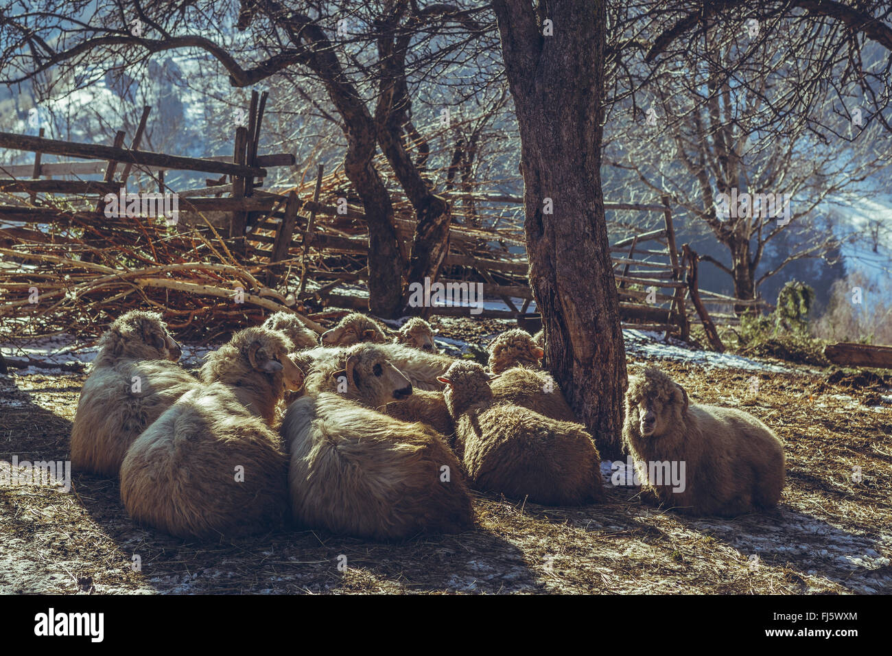 Sheep fold enclosure hi-res stock photography and images - Alamy
