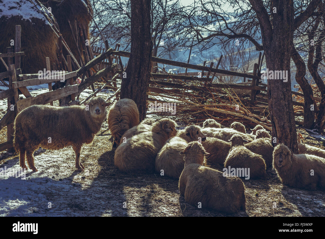 Sheep fold enclosure hi-res stock photography and images - Alamy