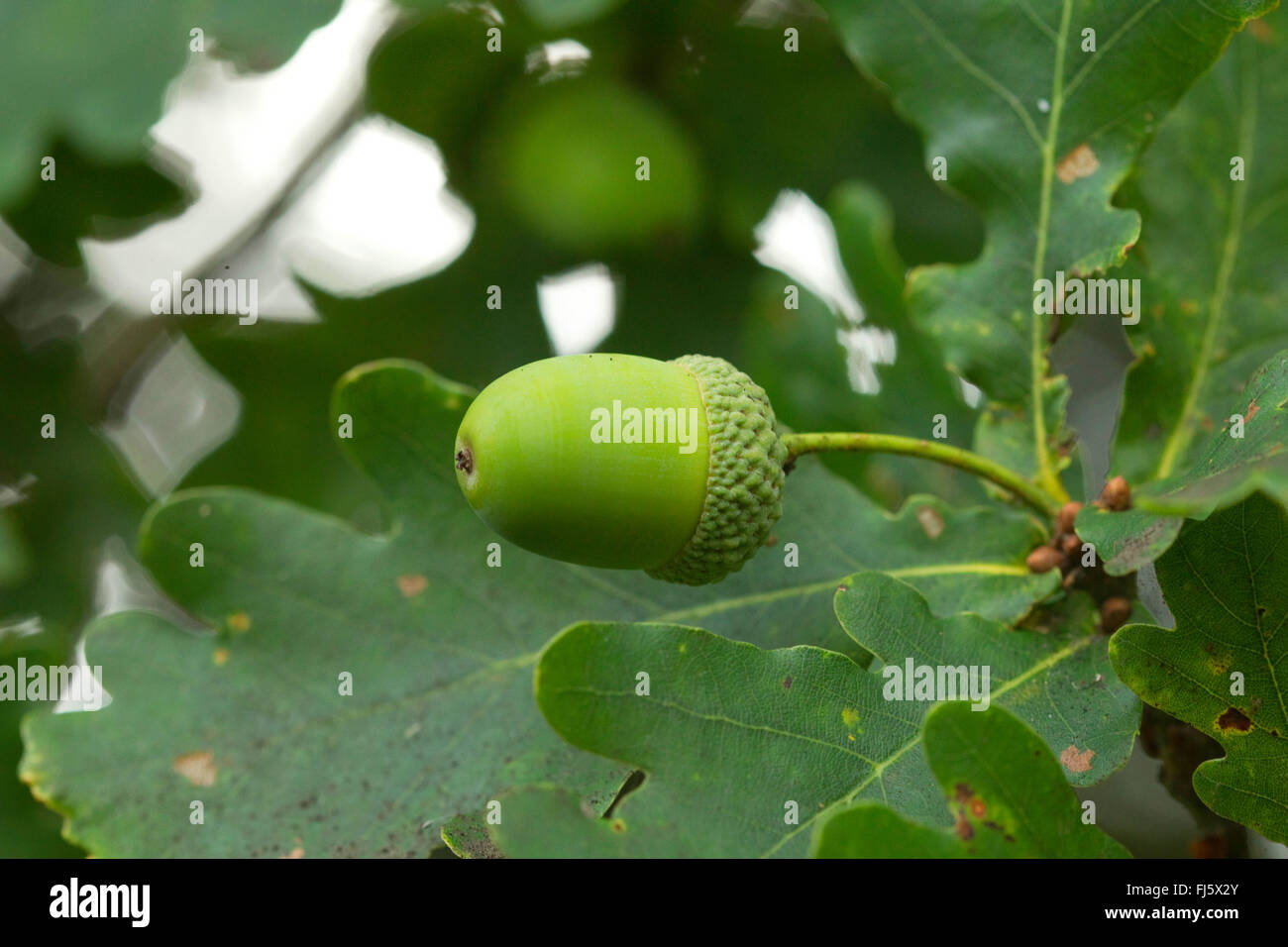 English oak acorn hi-res stock photography and images - Alamy