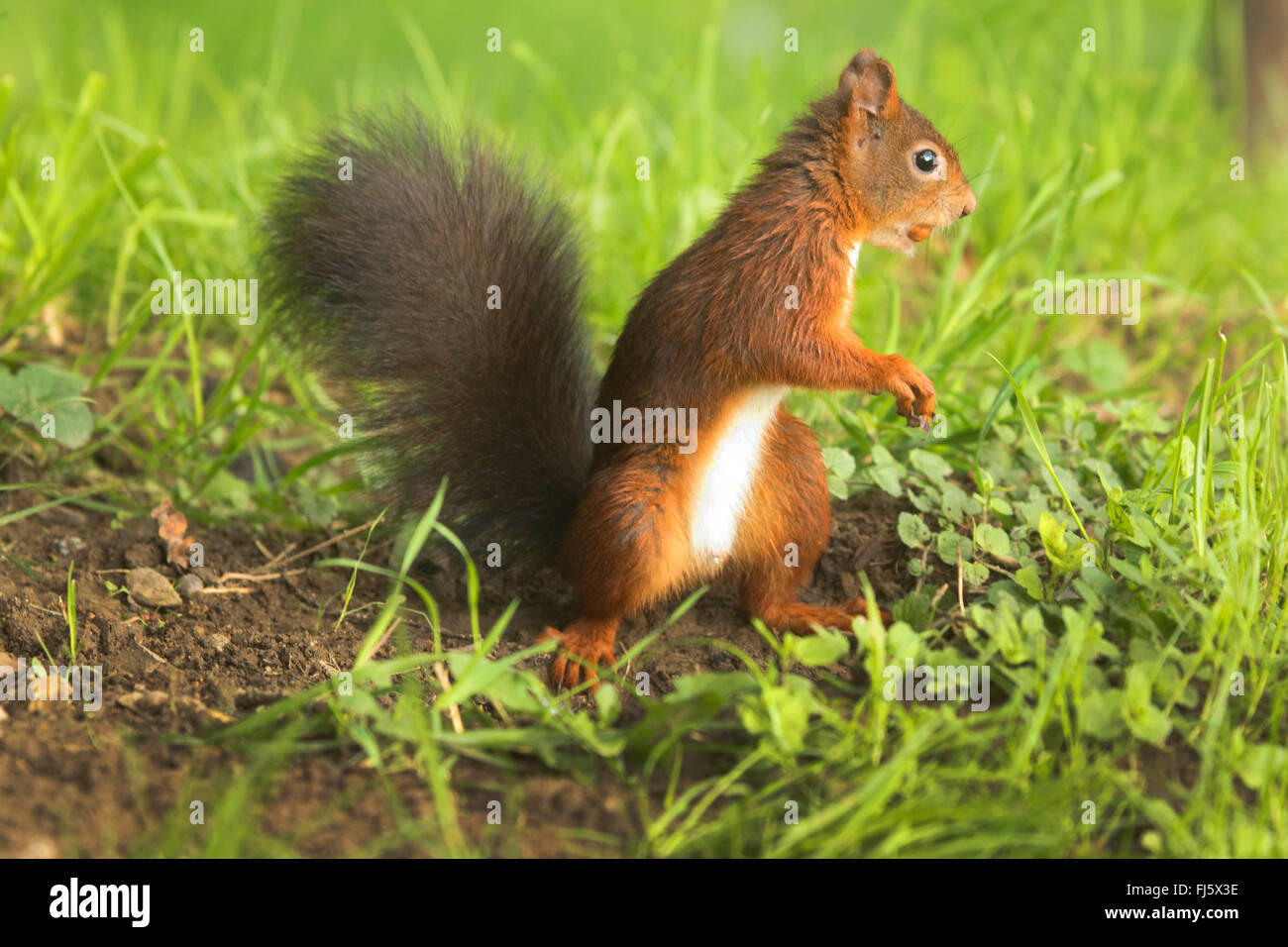European red squirrel, Eurasian red squirrel (Sciurus vulgaris), with a ...