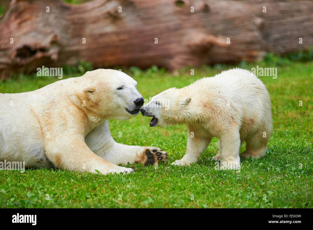 Polar Bear Ursus Maritimus Polar Bear Cub Playing With Its Mother
