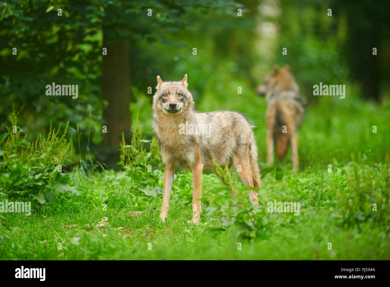 European gray wolf (Canis lupus lupus), two wolves in a meadow in a ...