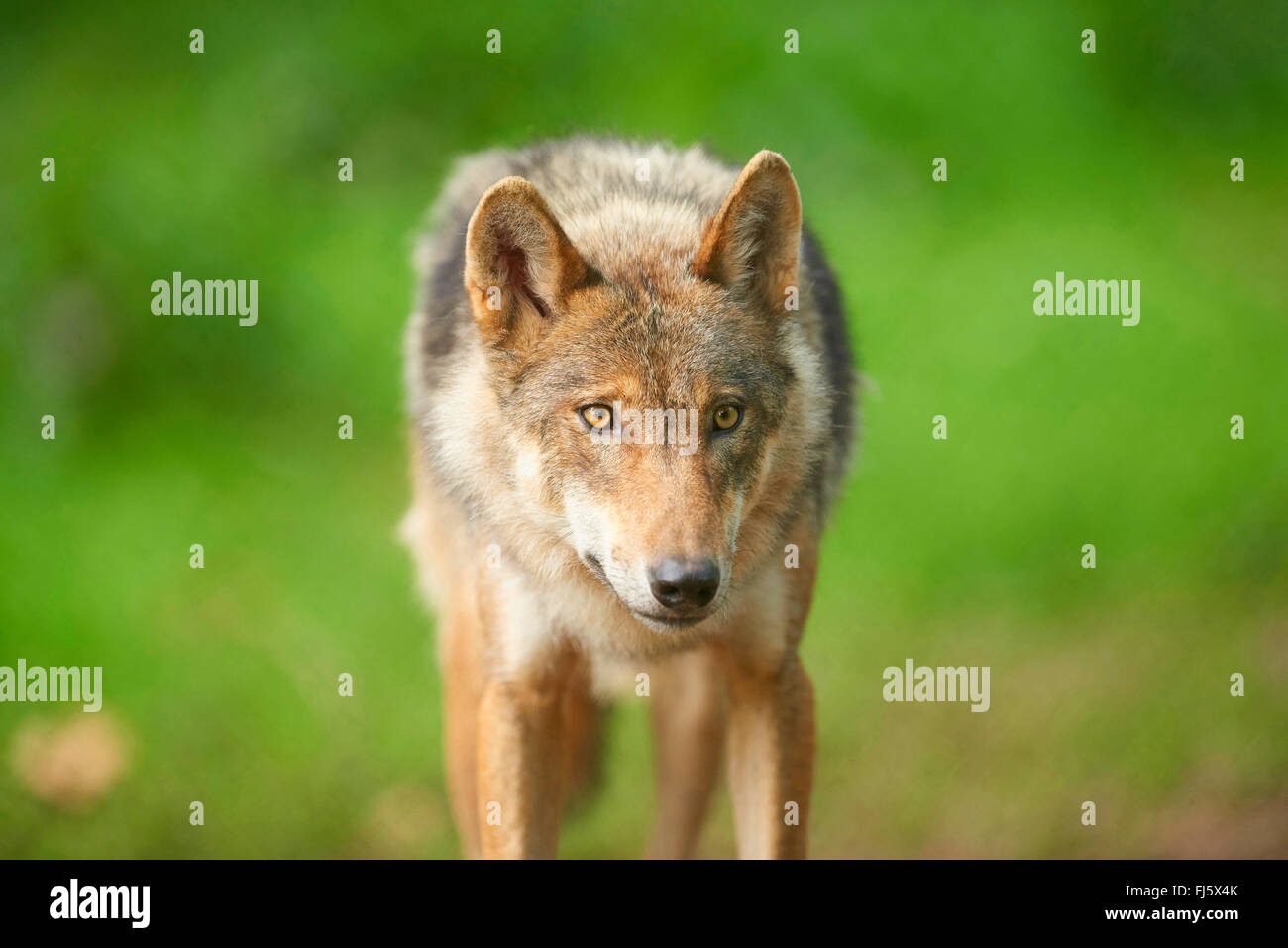 Wolf front view hi-res stock photography and images - Alamy