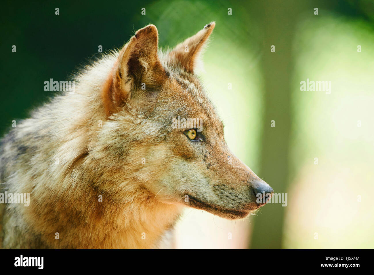 European gray wolf (Canis lupus lupus), portrait of a wolf, Germany ...