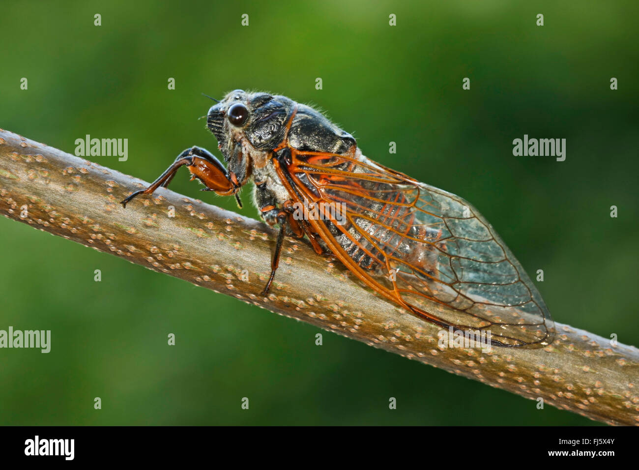Vineyard cicadas nature one animal single hi-res stock photography and ...