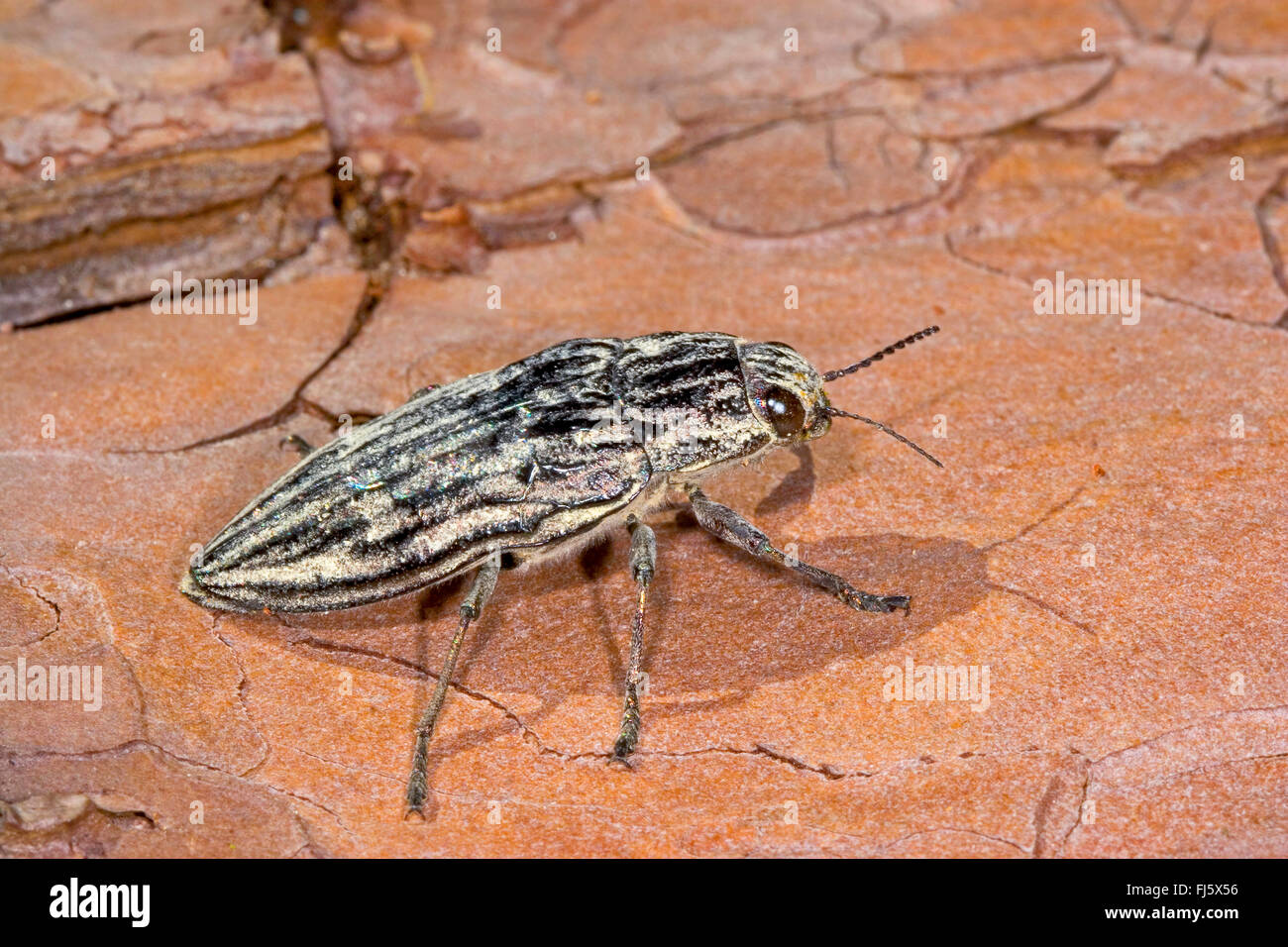 European sculptured pine borer (Chalcophora mariana), on bark, Germany ...