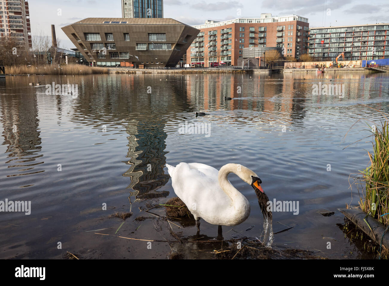 London, UK. 29th February, 2016. Swan nest building begins on Canada ...