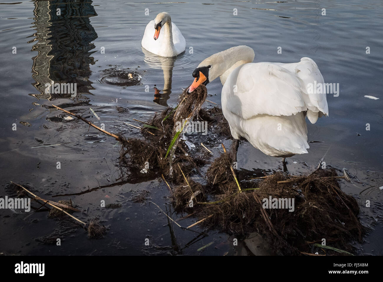 London, UK. 29th February, 2016. Swan nest building begins on Canada ...