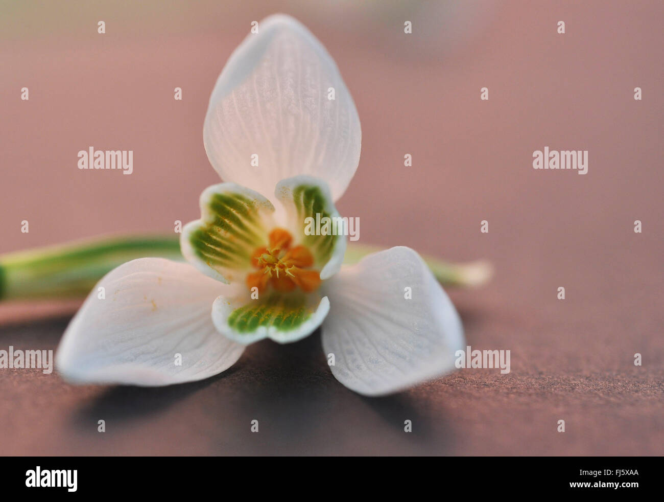Snowdrop Pollen High Resolution Stock Photography and Images - Alamy
