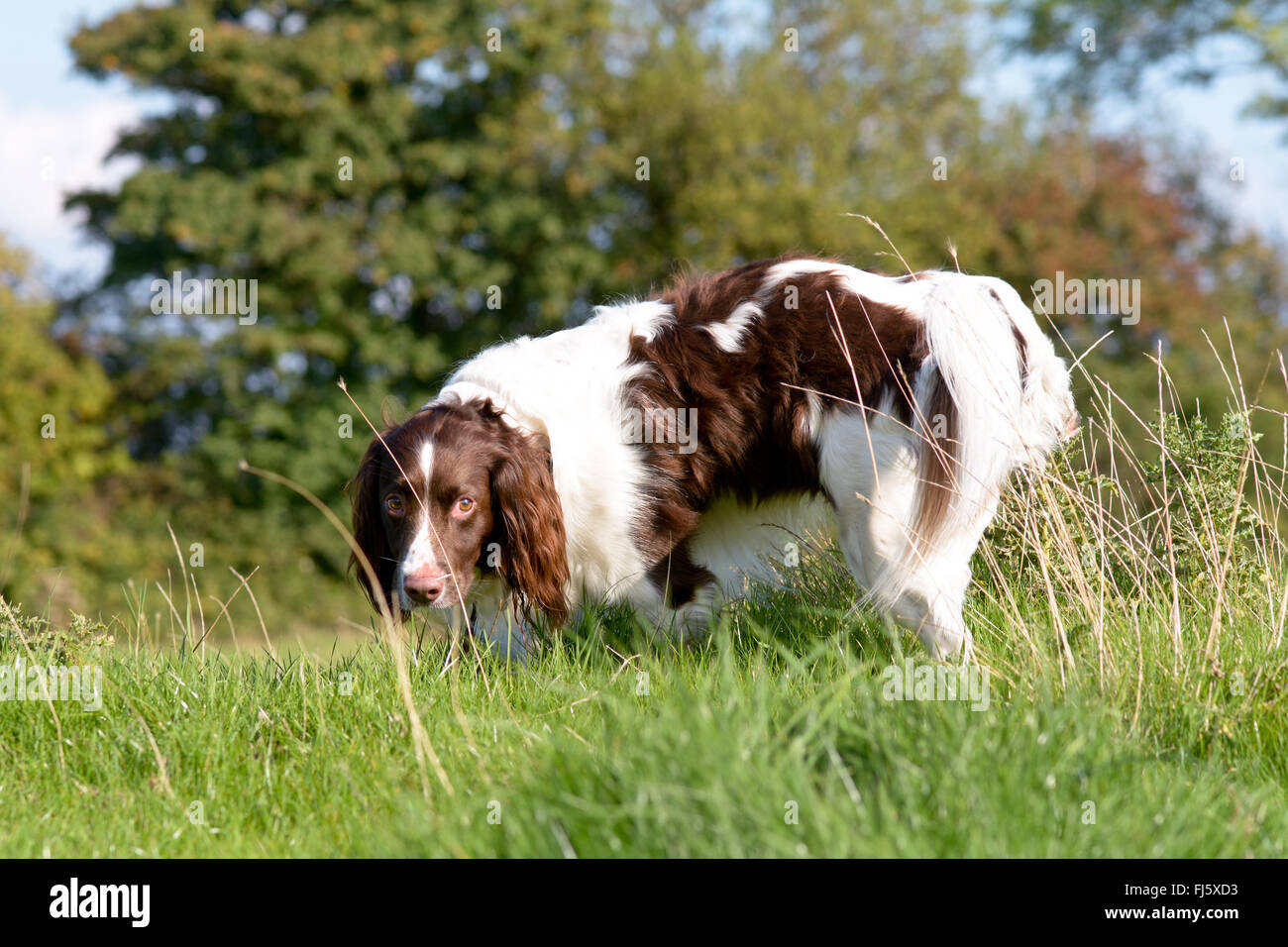 English springer spaniel dog (canis lupus familiaris) cocking his leg ...
