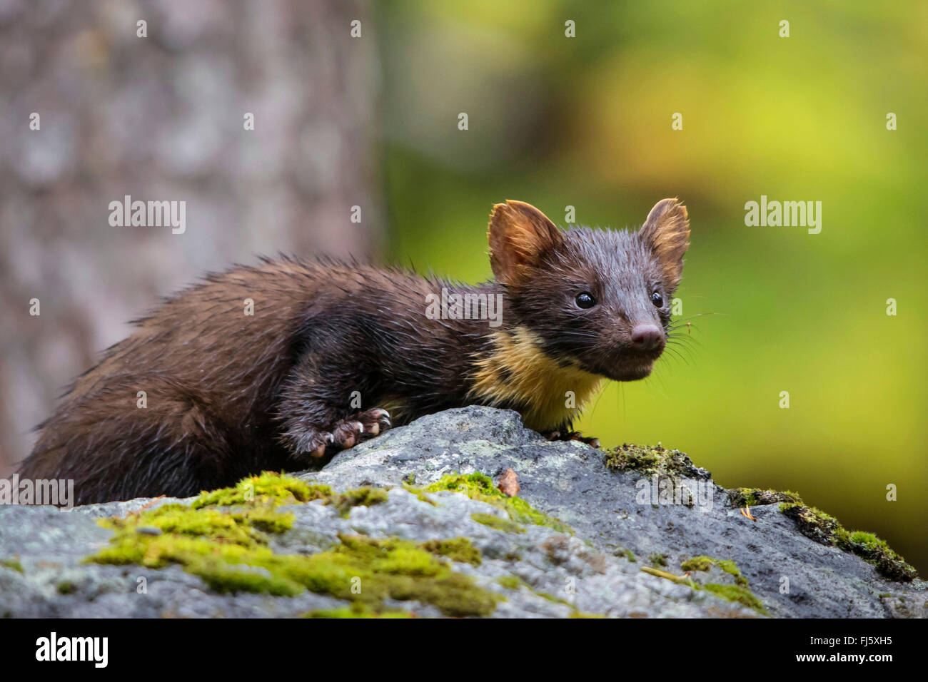 On prey stone marten hi-res stock photography and images - Alamy