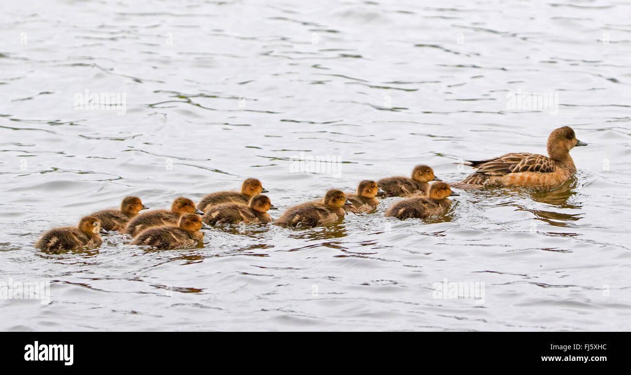 Juvenile wigeon hi-res stock photography and images - Alamy