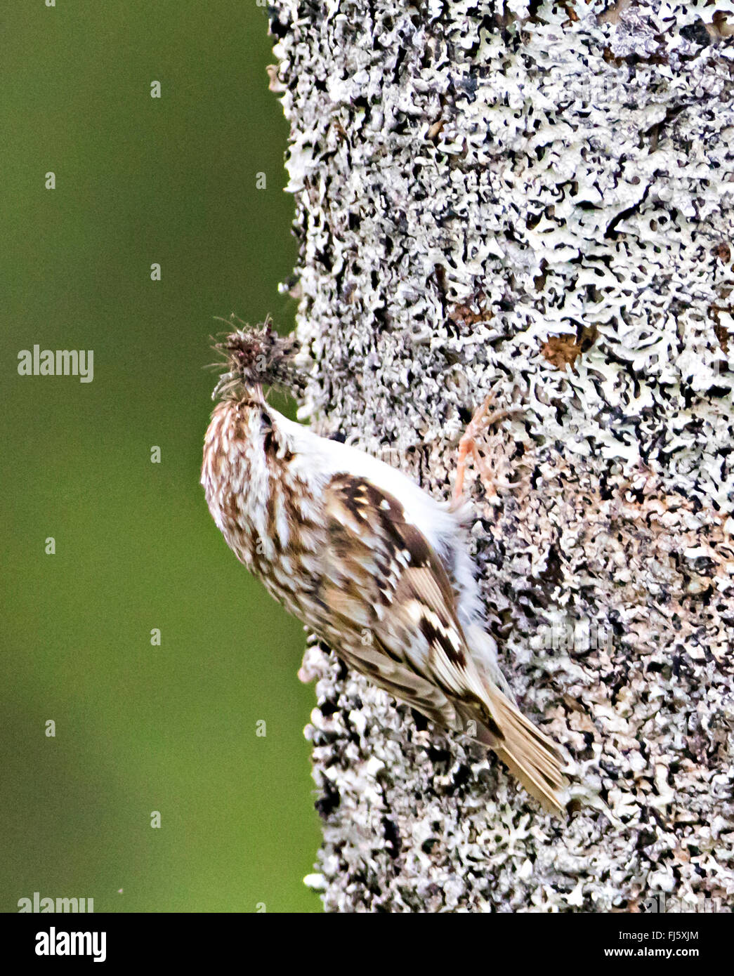 Treecreeper on bark hi-res stock photography and images - Alamy