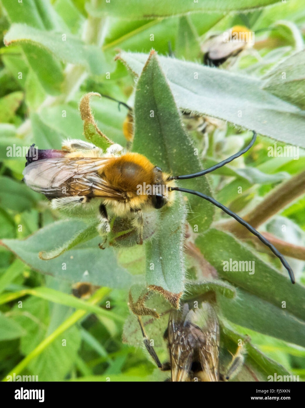 plasterer bees (Colletes spec.), sits on a leaf, Austria, Burgenland ...