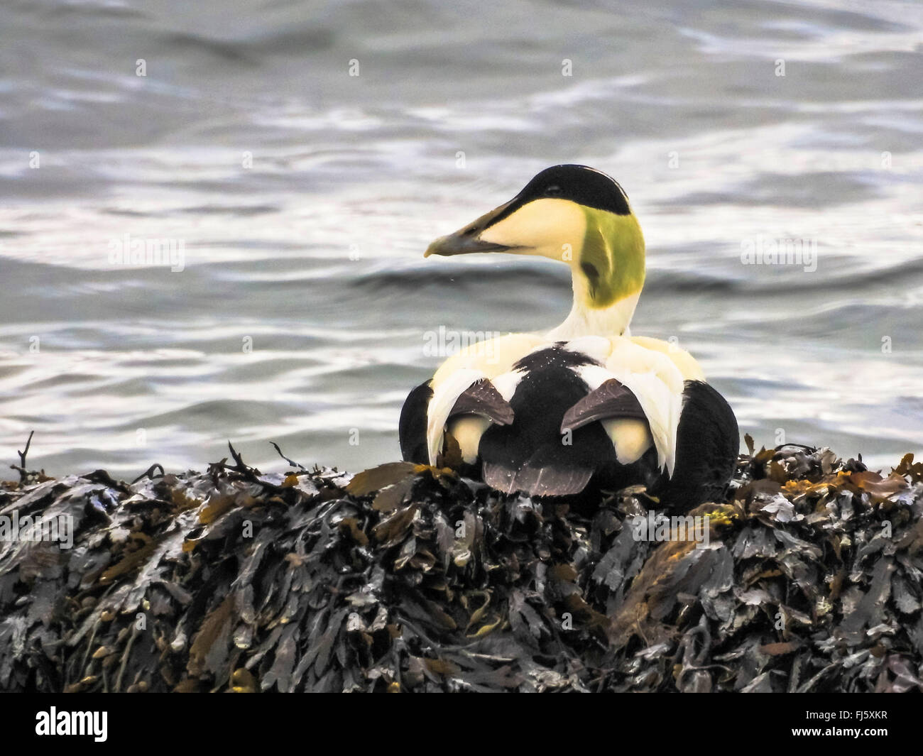 Common eider (Somateria mollissima), drake, Norway, Troms Stock Photo ...