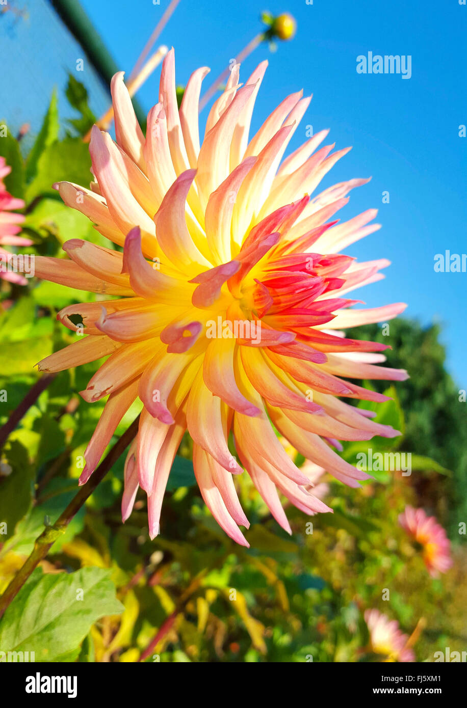 georgina (Dahlia spec.), flower of a cactus dahlia Stock Photo - Alamy