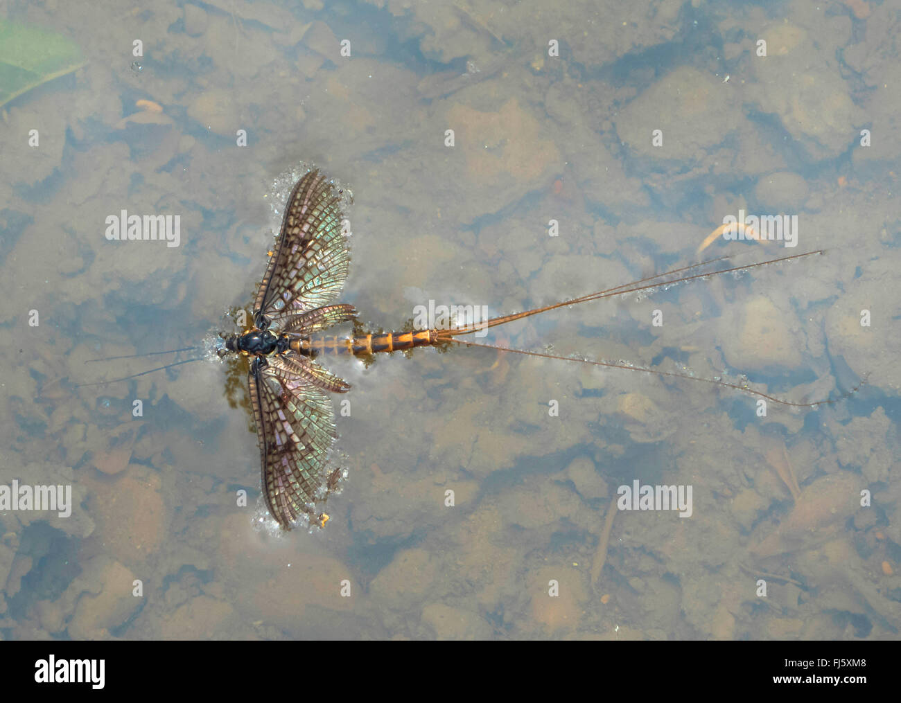 Dead mayfly hi-res stock photography and images - Alamy
