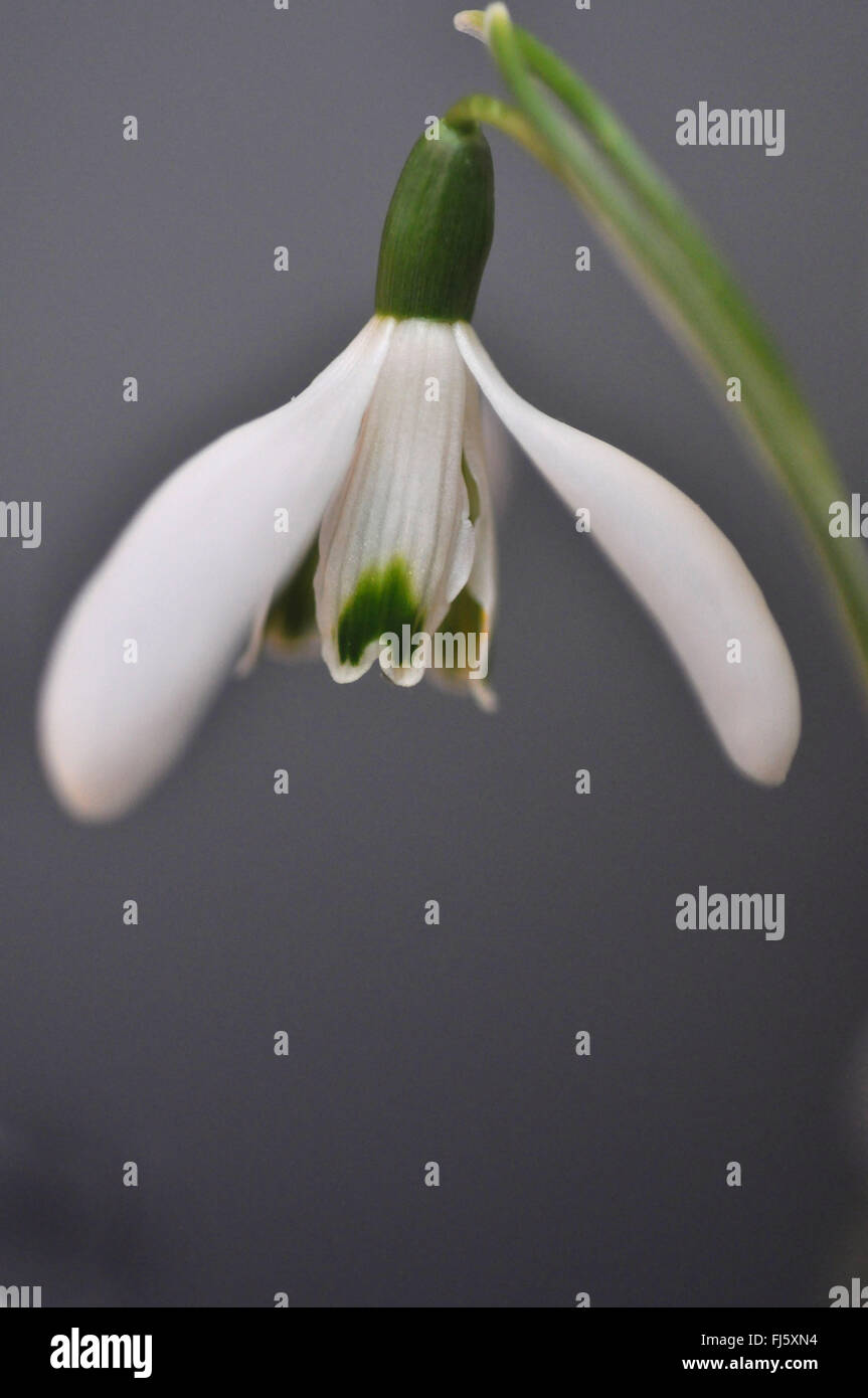 Snowdrop Cutout High Resolution Stock Photography and Images - Alamy