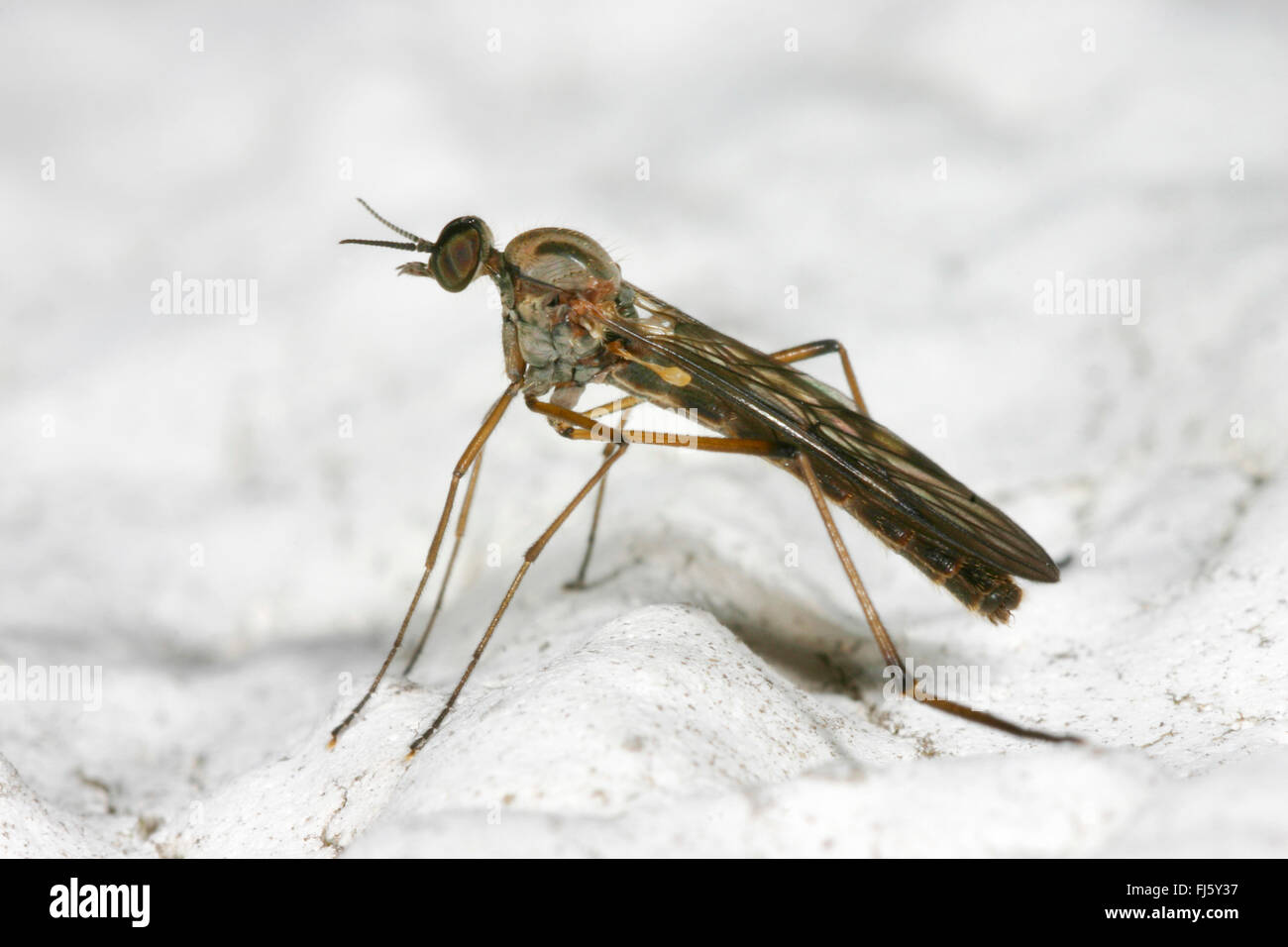 Common window gnat hi-res stock photography and images - Alamy