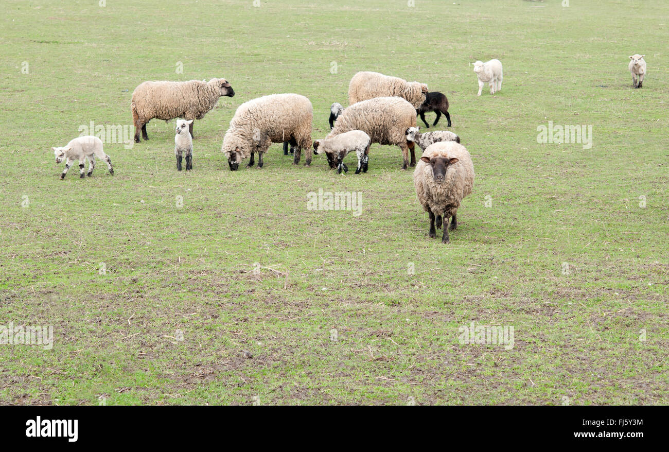 dutch sheep are grazing on the countryside Stock Photo - Alamy