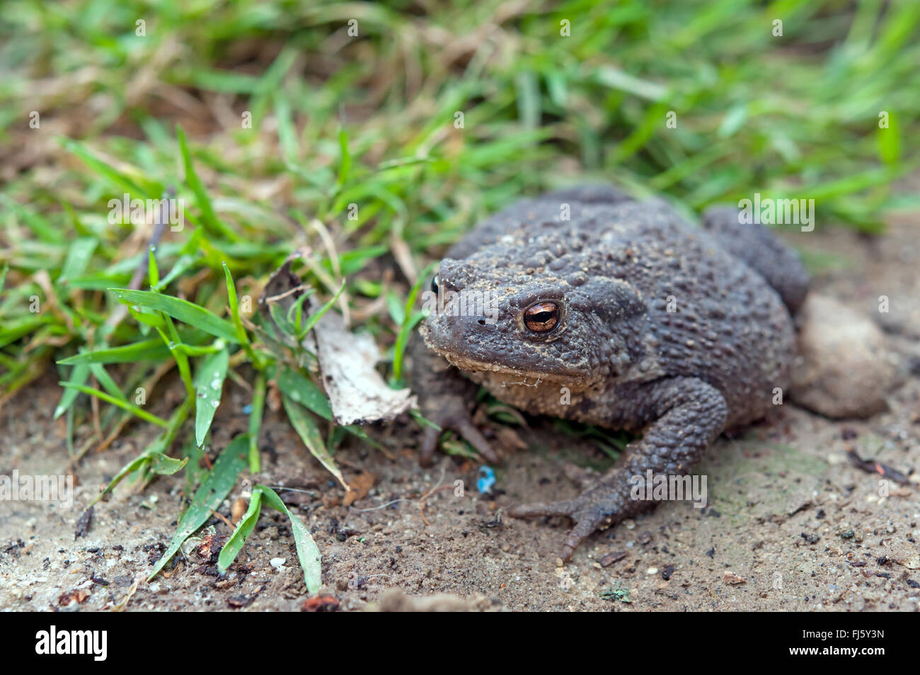 frog in natural habitat close up foreground Stock Photo - Alamy